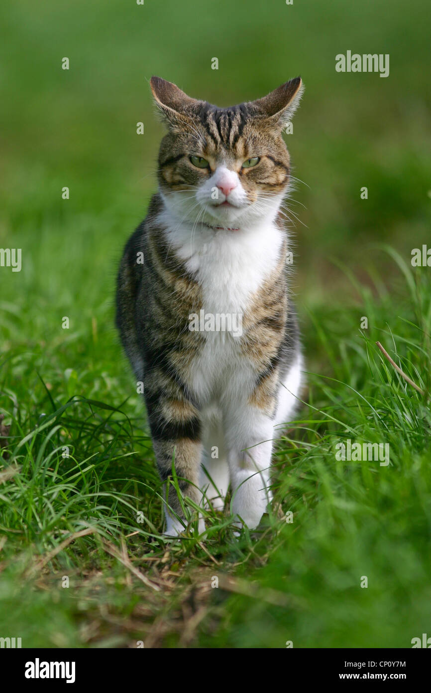 Kitten running in grass hi-res stock photography and images - Alamy