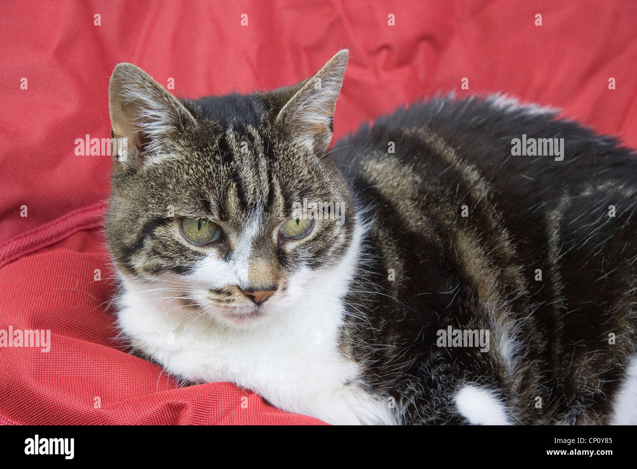 Cat Relaxing in Red Chair Stock Photo - Alamy