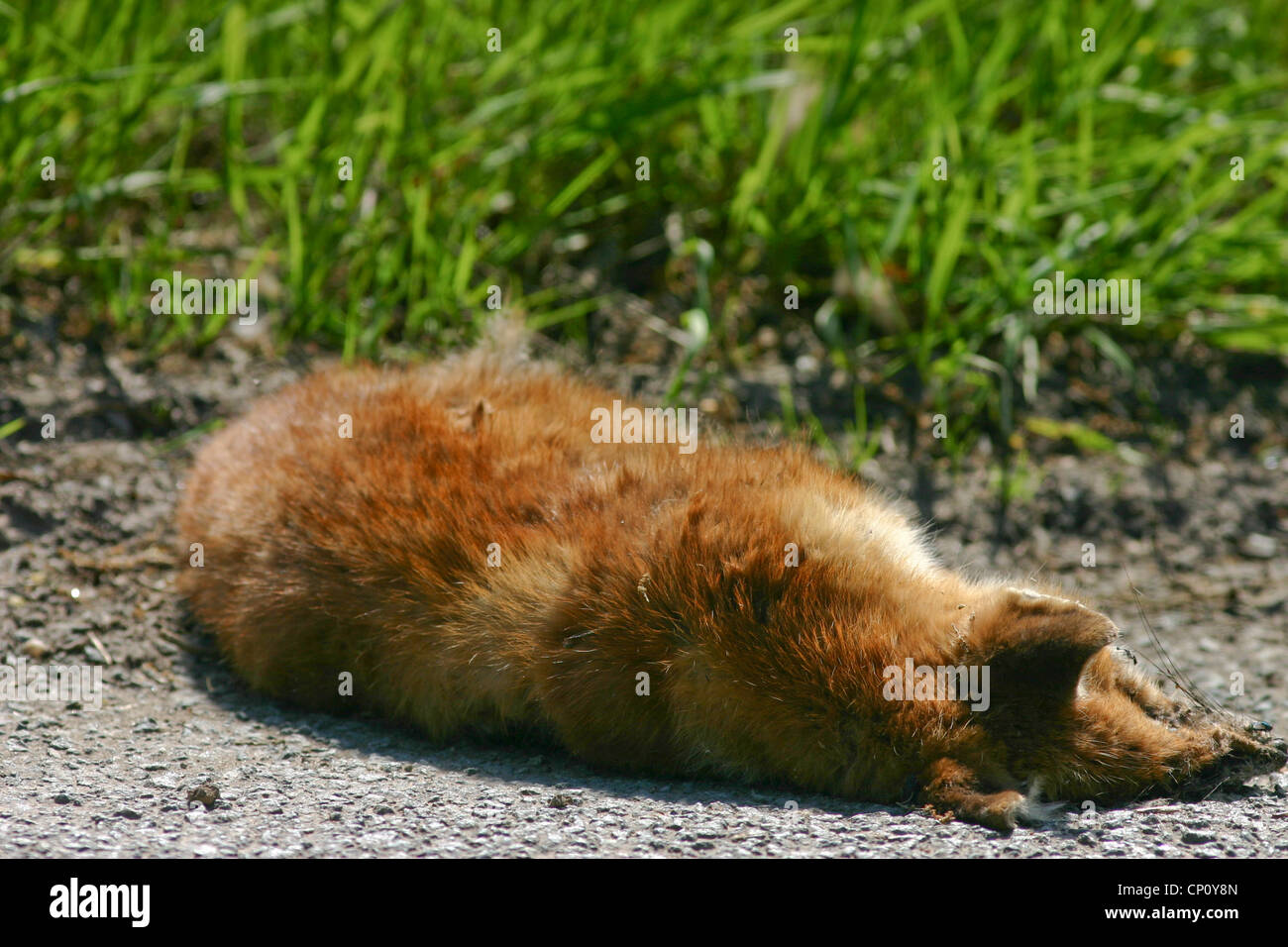 Road kill fox hi-res stock photography and images - Alamy