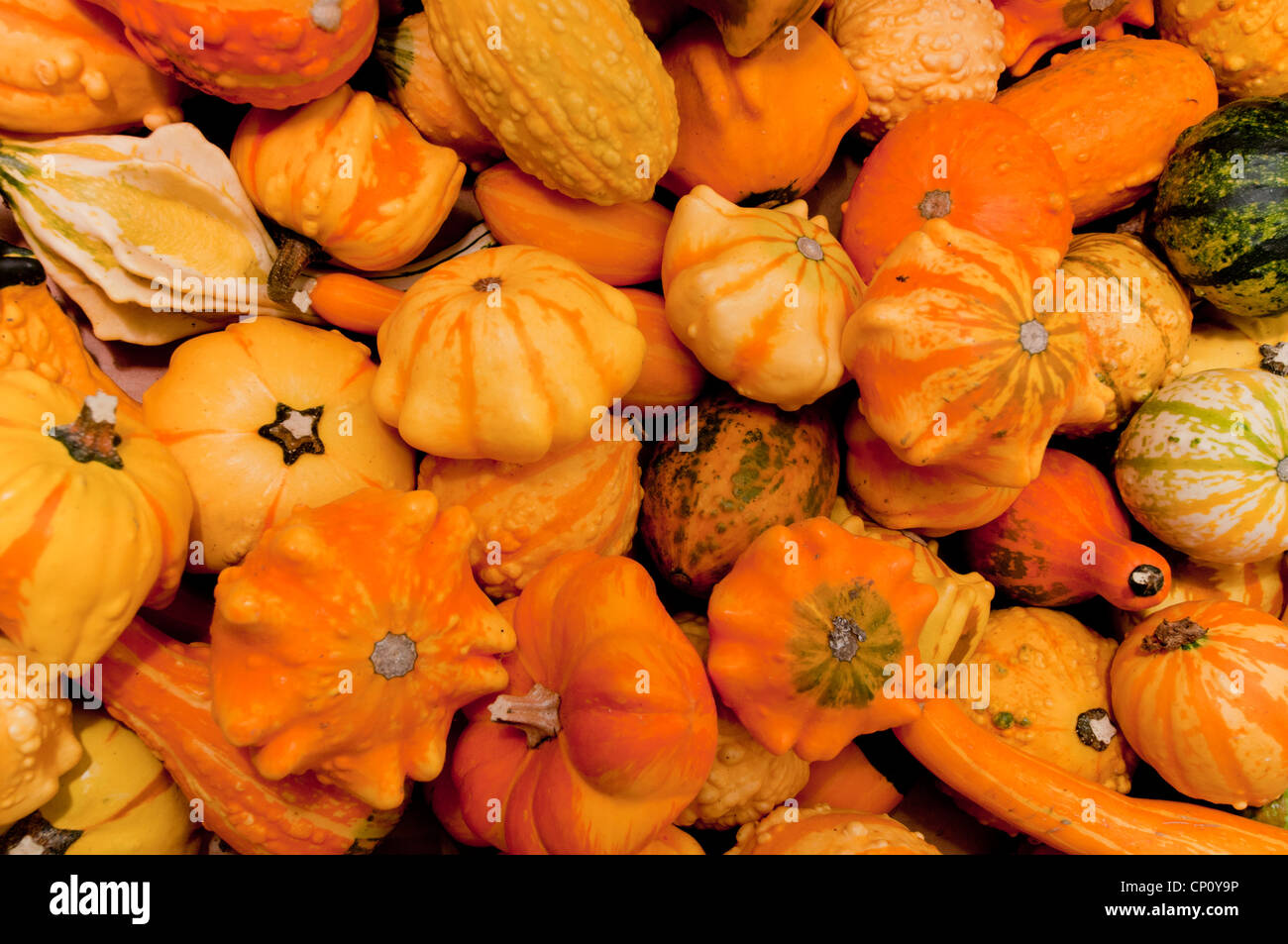 Pumpkins and squashes in England Stock Photo - Alamy