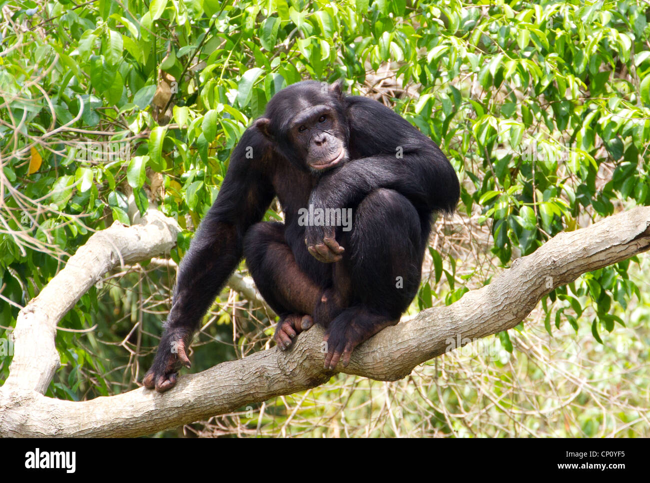 Chimpanzee climbing tree hi-res stock photography and images - Alamy