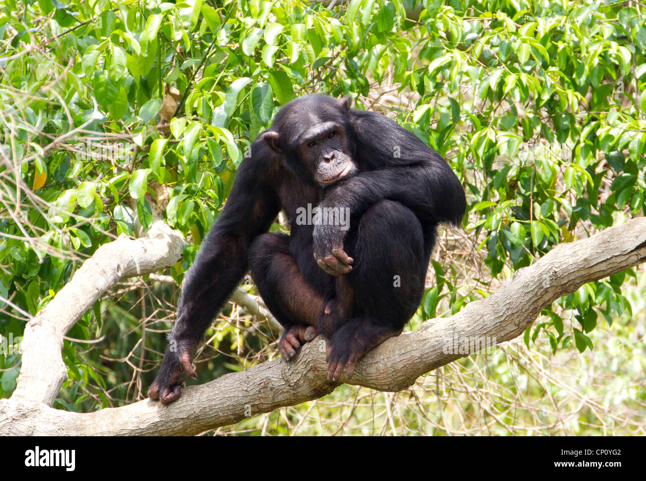 Chimpanzee climbing tree hi-res stock photography and images - Alamy