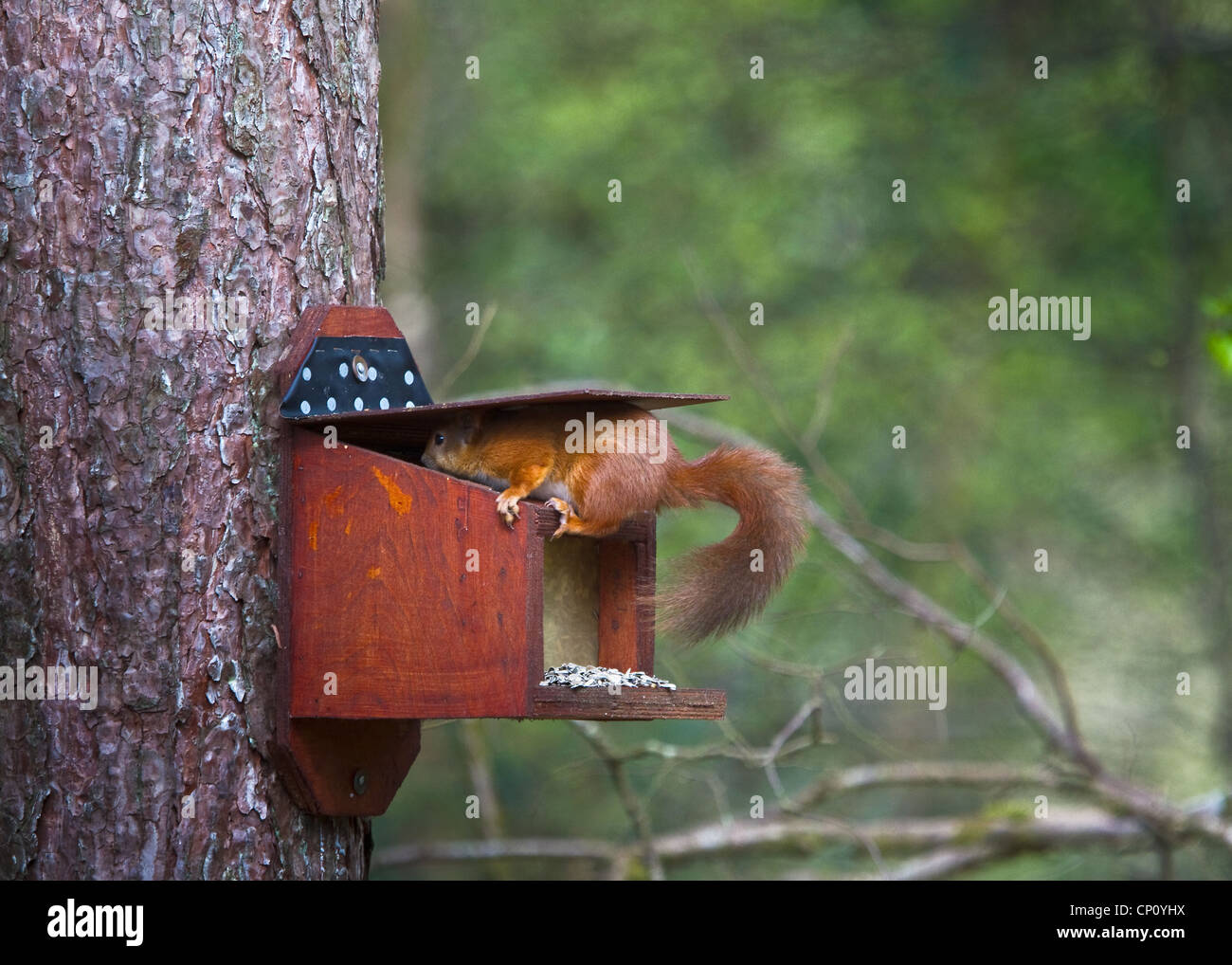 Red squirrel on feed box Stock Photo - Alamy