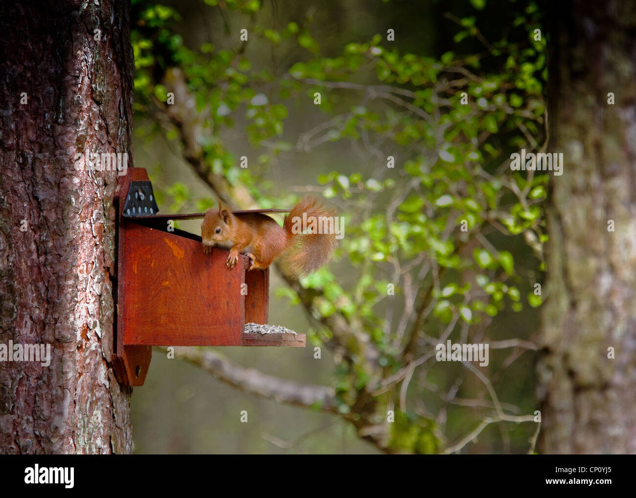 Red squirrel feeder box hi-res stock photography and images - Alamy