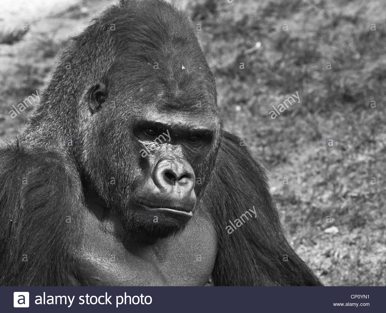 Silverback Gorilla Black and White Stock Photos & Images - Alamy