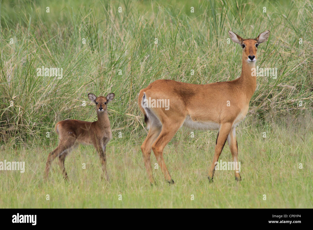 Female Uganda Kob (Kobus kob thomasi) with calf, Murchison Falls ...