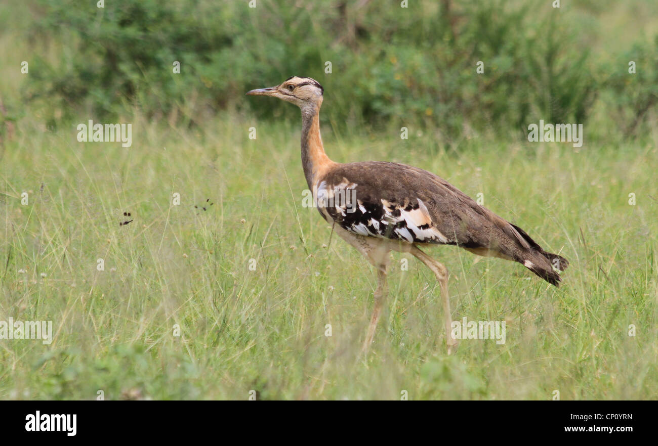 Denham's Bustard (Neotis denhami) aka Stanley's Bustard, Murchison ...