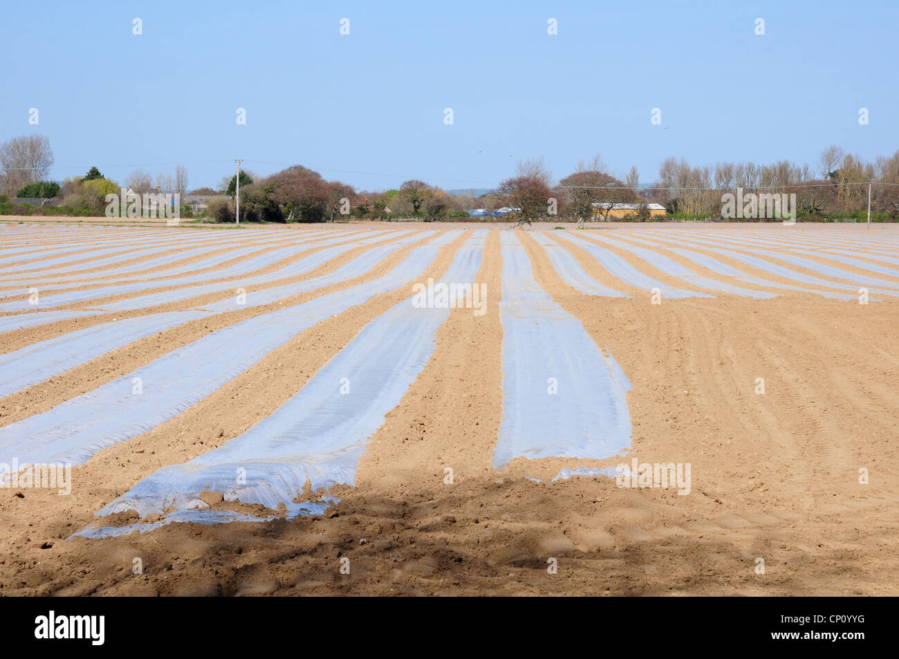 Crop protection sweet corn hi-res stock photography and images - Alamy