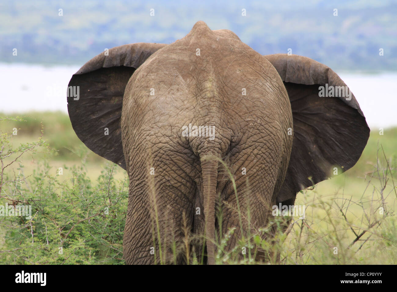 Elephant Backside High Resolution Stock Photography and Images - Alamy