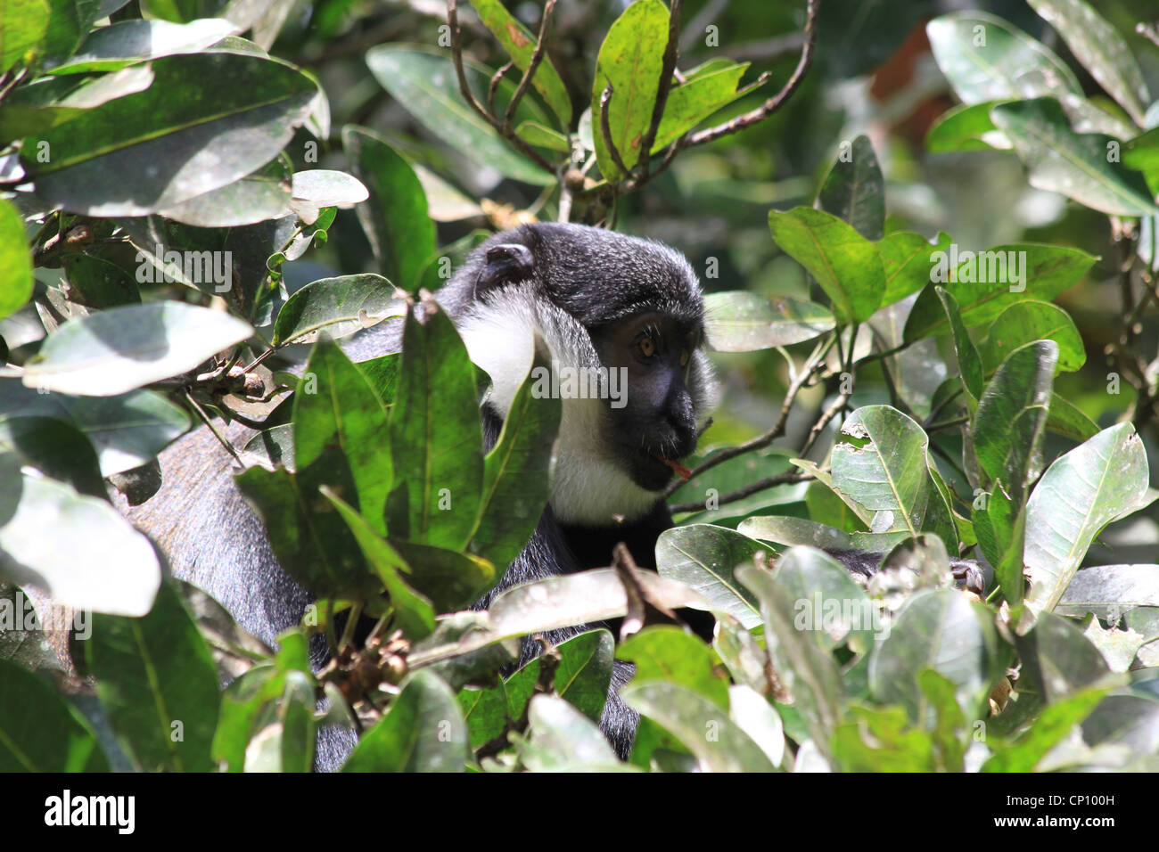 L'Hoest's Monkey (Cercopithecus lhoesti) aka Mountain Monkey, at ...