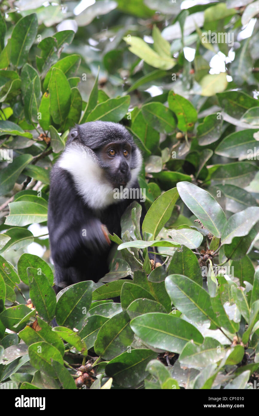 L'Hoest's Monkey (Cercopithecus lhoesti) aka Mountain Monkey, at ...