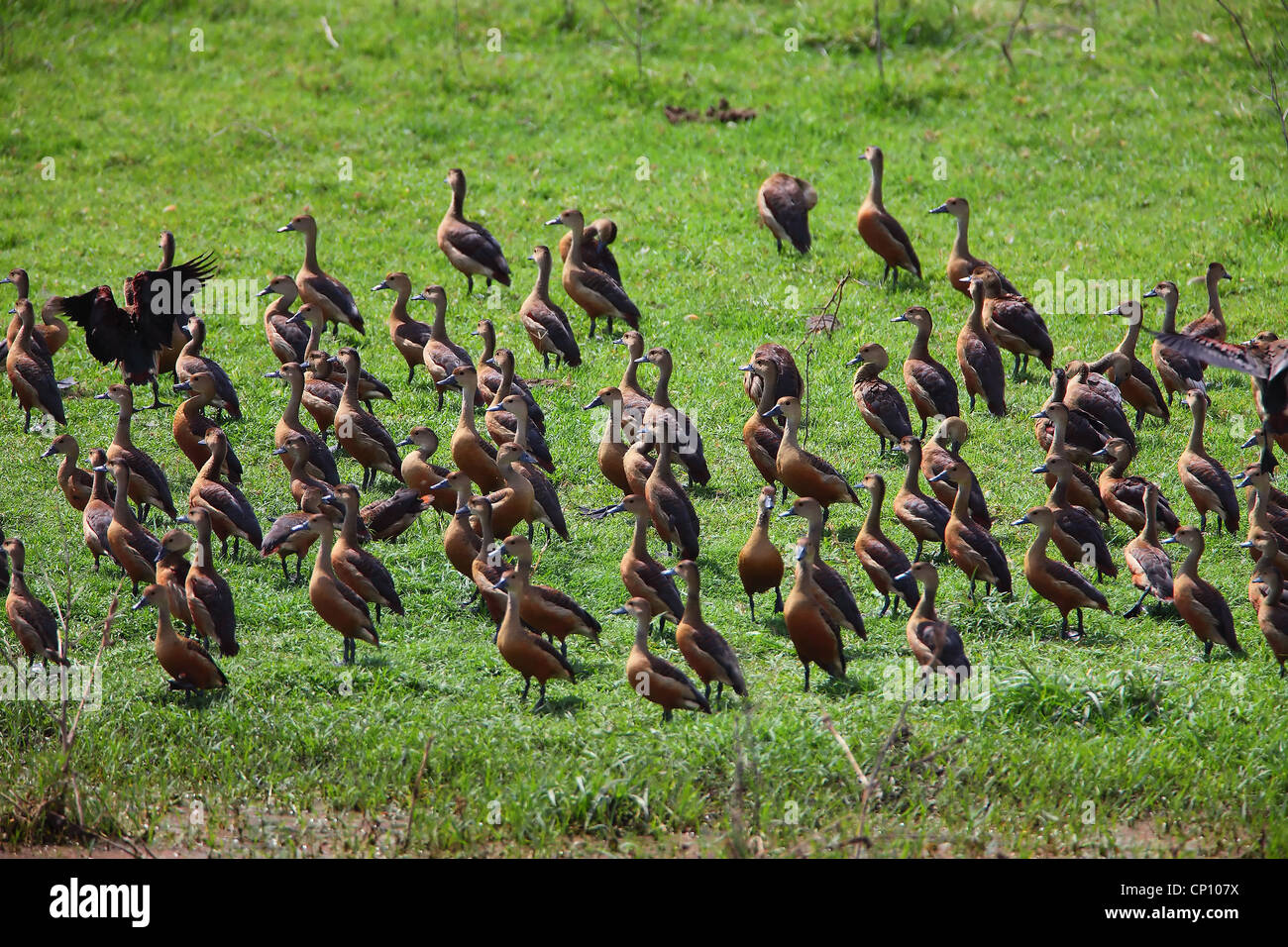 Group of teal ducks Stock Photo - Alamy