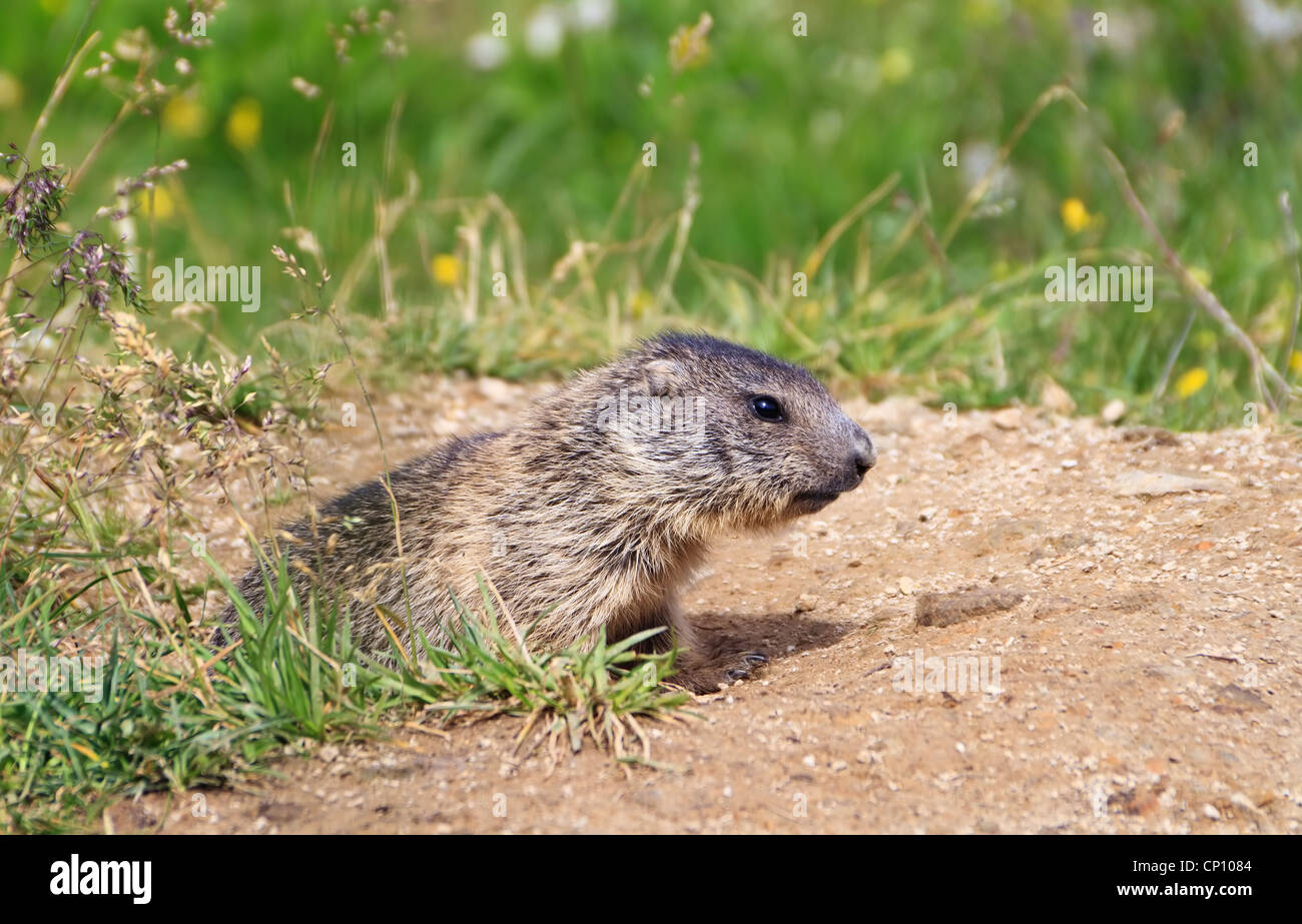 Adorable Marmots High Resolution Stock Photography and Images - Alamy