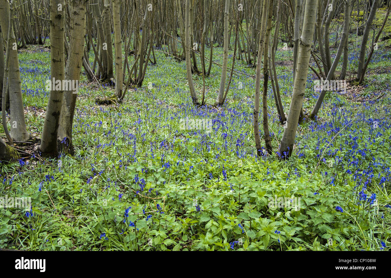 Bluebells in the spring hi-res stock photography and images - Alamy