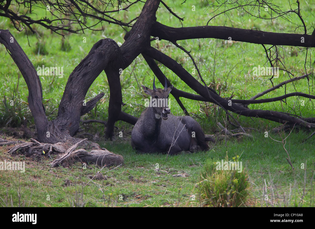 Nilgai (Blue Bull Stock Photo - Alamy