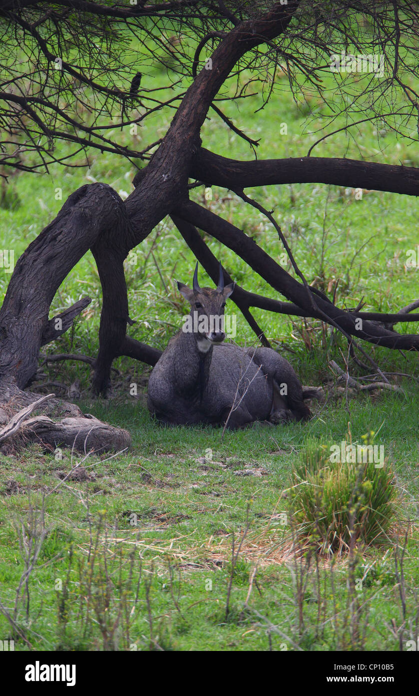 Nilgai (Blue Bull Stock Photo - Alamy