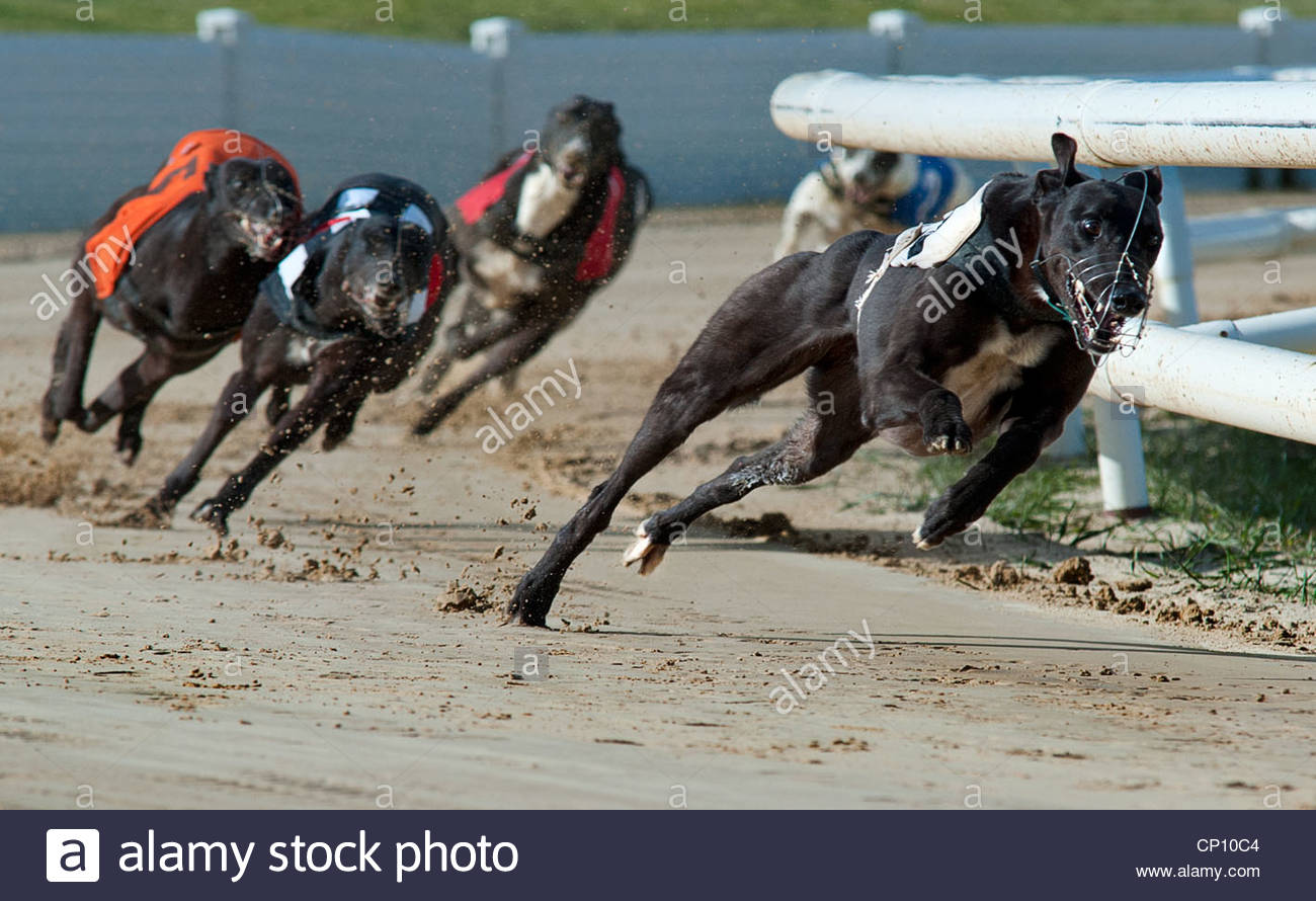 Greyhound Track Stock Photos & Greyhound Track Stock Images - Alamy