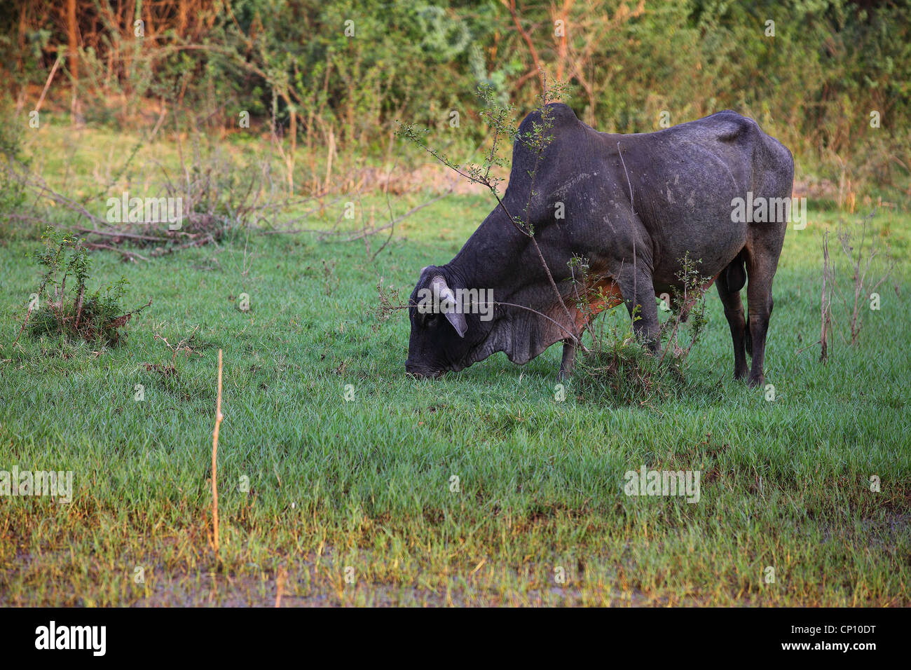 Bull in the Bhartpur bird sanctuary Stock Photo - Alamy