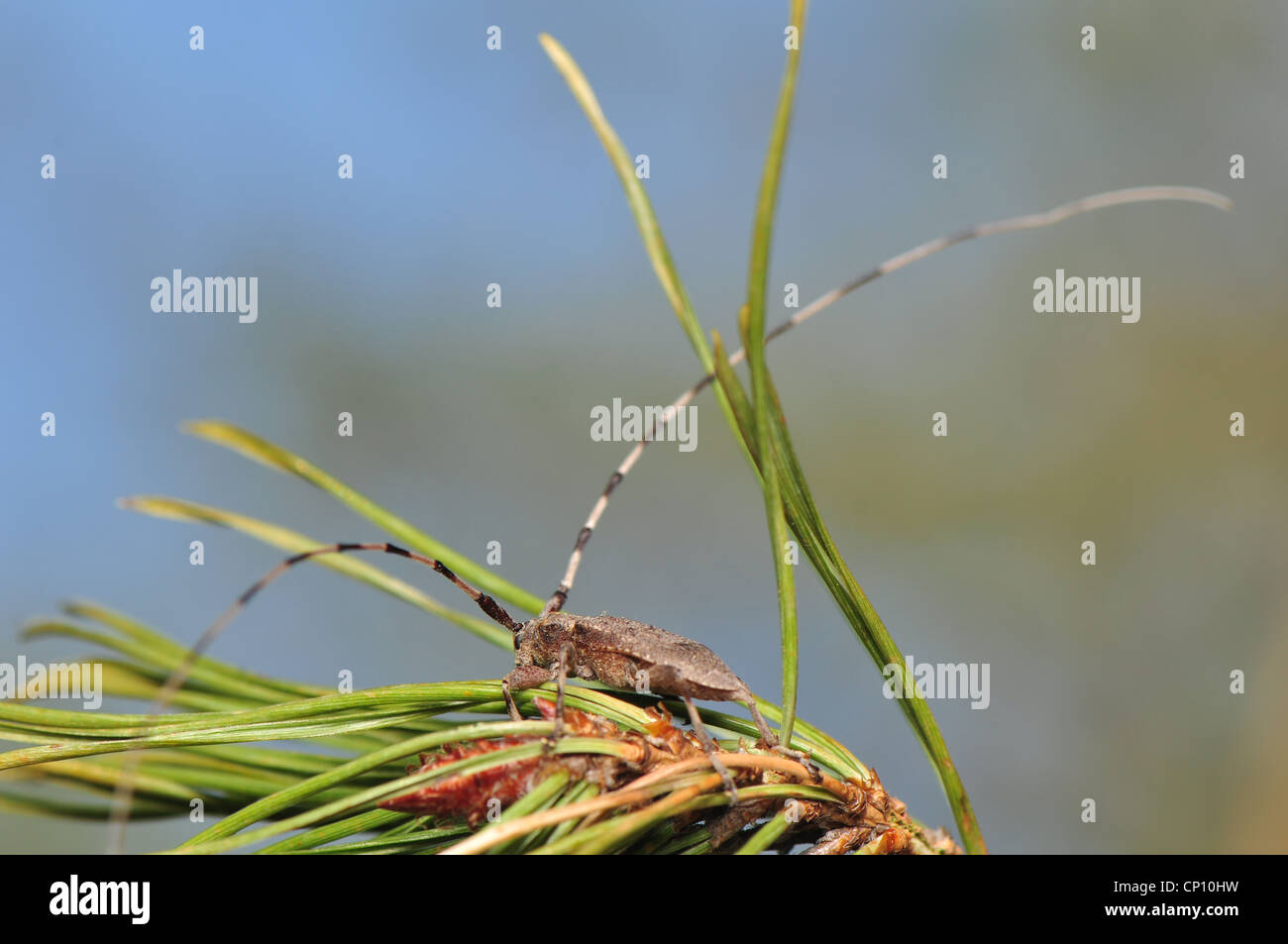 Timberman beetle acanthocinus aedilis hi-res stock photography and ...