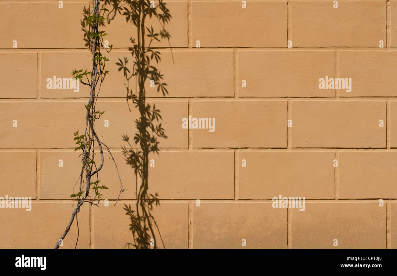 Shadow vine hi-res stock photography and images - Alamy