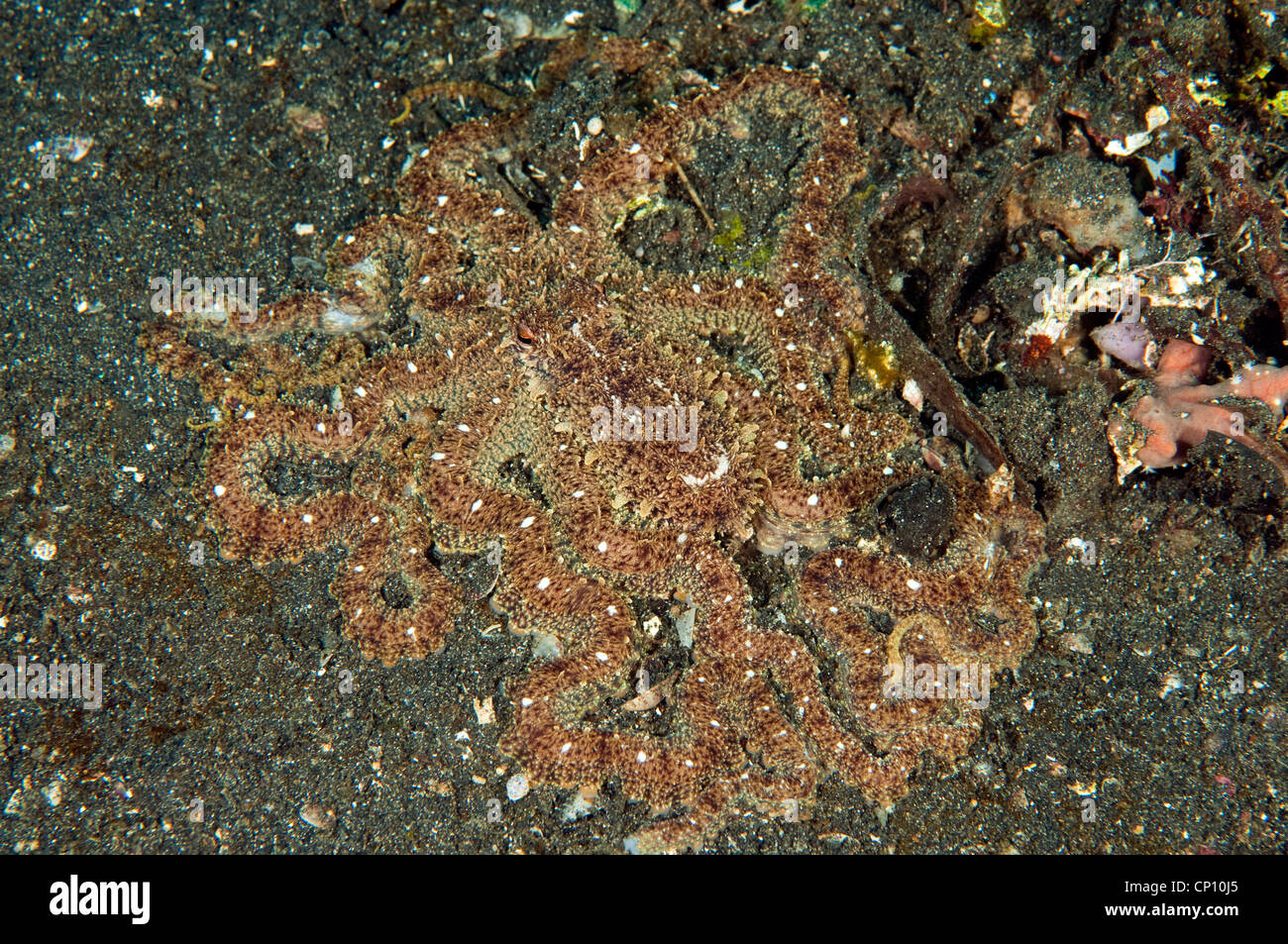 Longarm octopus, Abdopus sp., Lembeh Strait Sulawesi Indonesia Stock ...