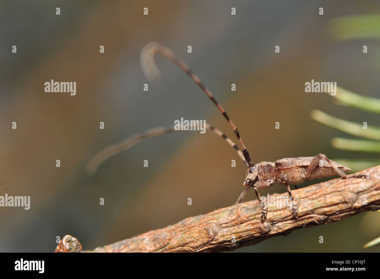 Timberman beetle acanthocinus aedilis hi-res stock photography and ...