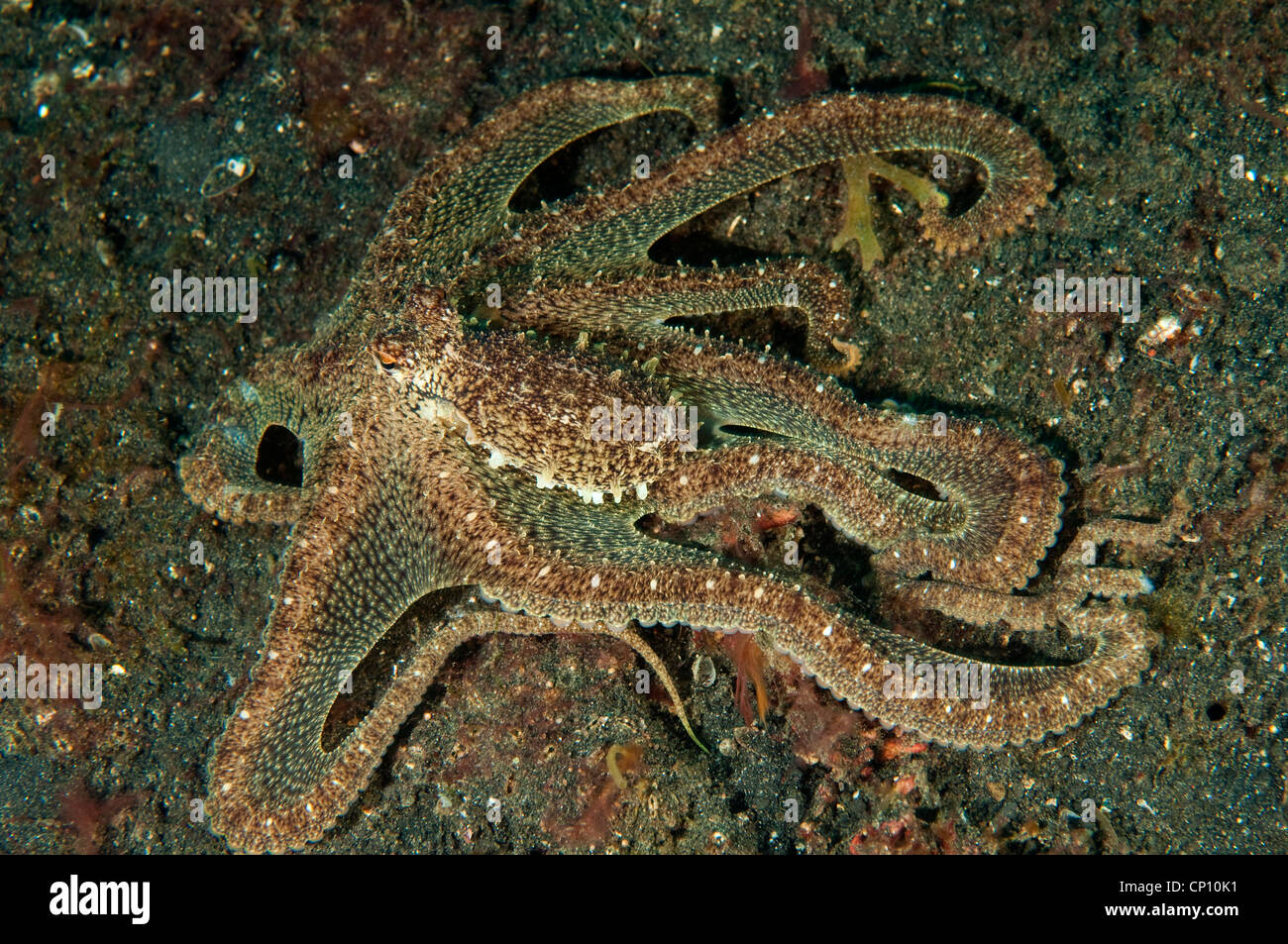 Longarm octopus, Abdopus sp., Lembeh Strait Sulawesi Indonesia Stock ...
