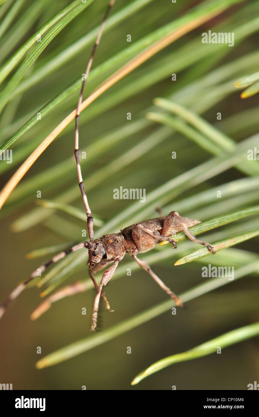Timberman beetle acanthocinus aedilis hi-res stock photography and ...