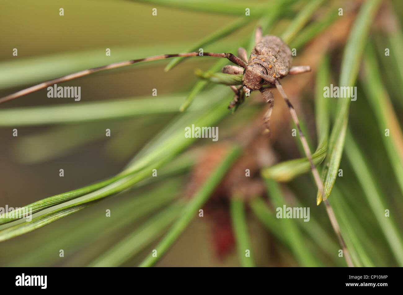 Timberman beetle acanthocinus aedilis hi-res stock photography and ...
