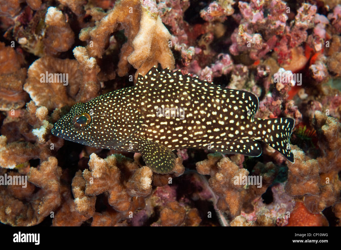 Whitestreaked grouper, Ephinephelus ongus, Sulawesi Indonesia Stock ...