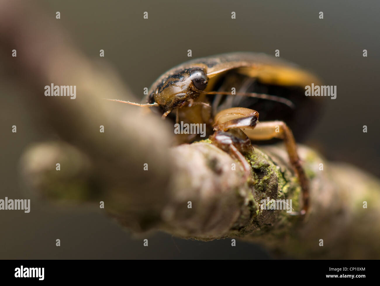 Water beetle acilius sulcatus hi-res stock photography and images - Alamy