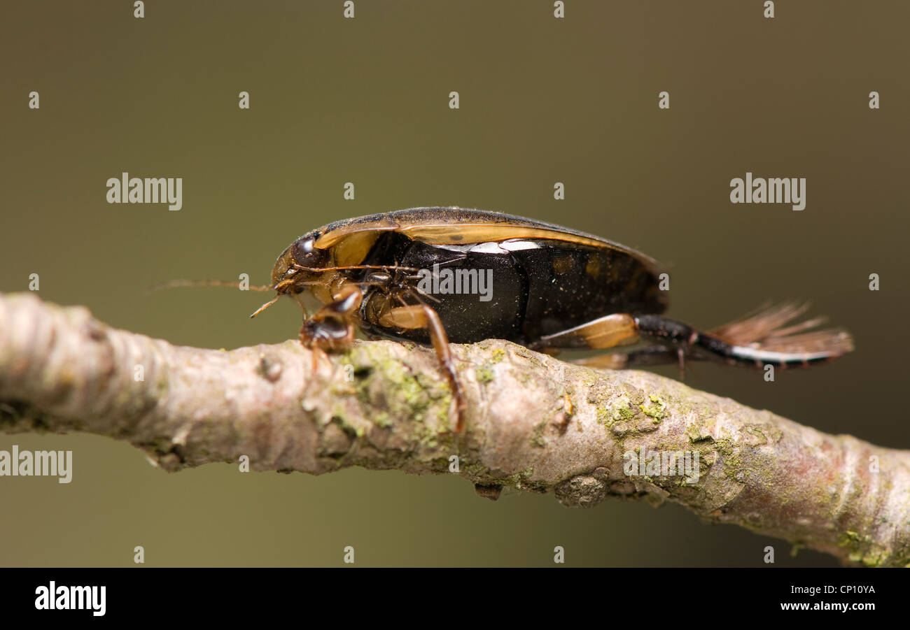 Water beetle acilius sulcatus hi-res stock photography and images - Alamy