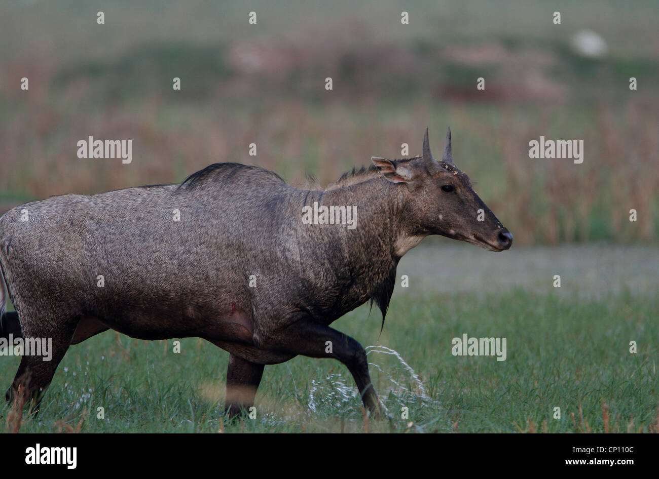 Nilgai (Blue Bull Stock Photo - Alamy