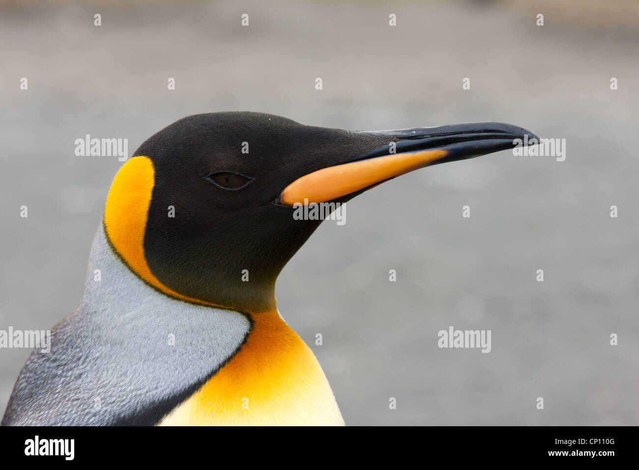 Detail of the head of a King Penguin Stock Photo - Alamy