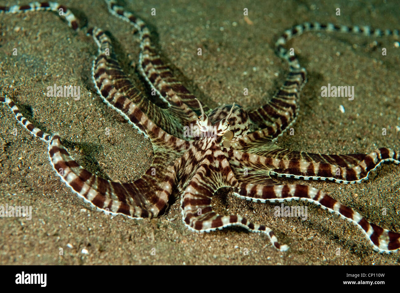 Mimic octopus, Thaumoctopus mimicus, Lembeh Strait Sulawesi Indonesia ...