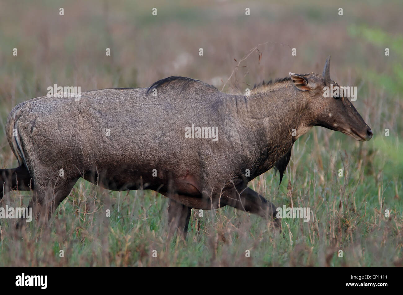Nilgai (Blue Bull Stock Photo - Alamy