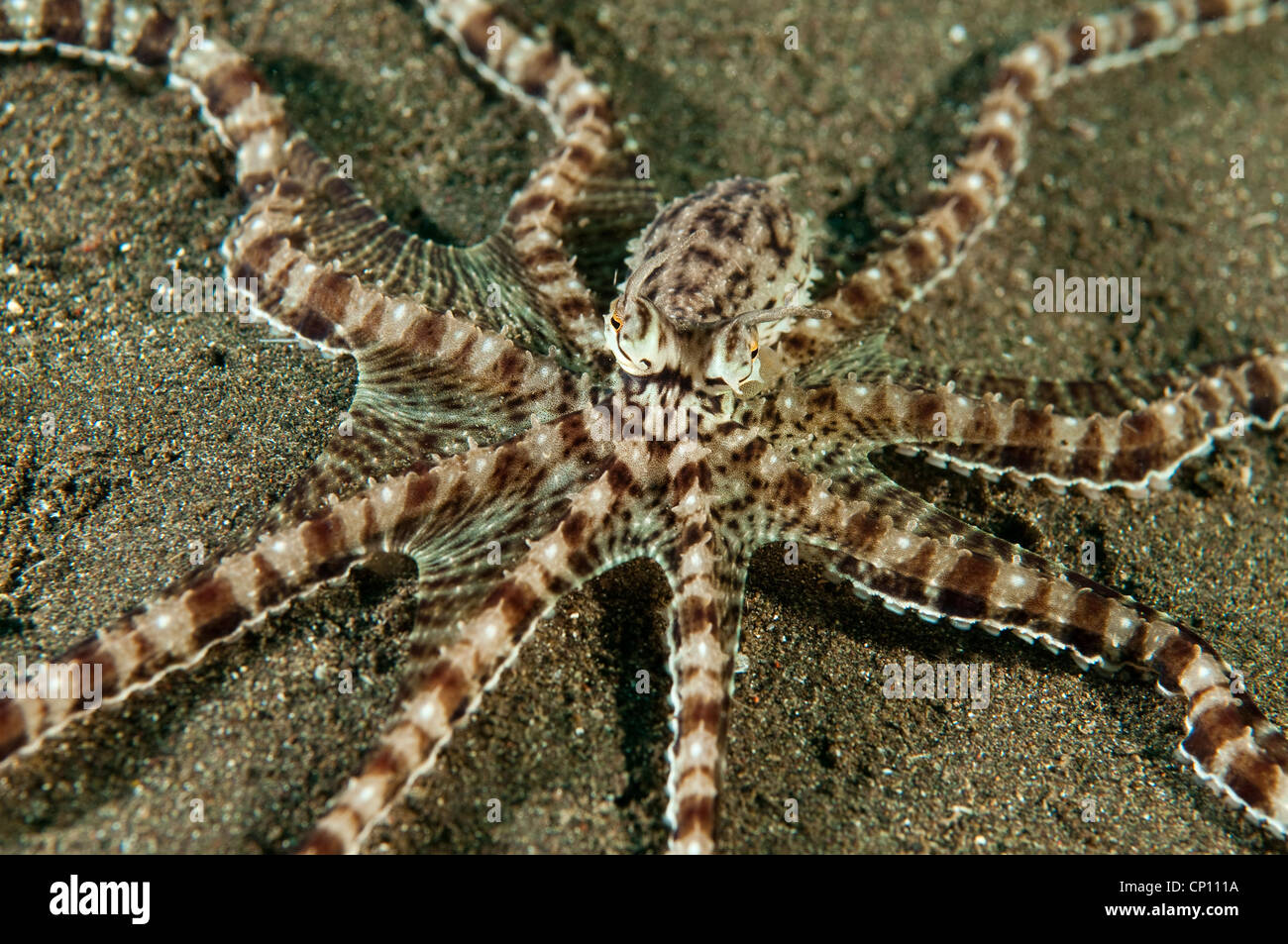 Mimic octopus, Thaumoctopus mimicus, Lembeh Strait Sulawesi Indonesia ...
