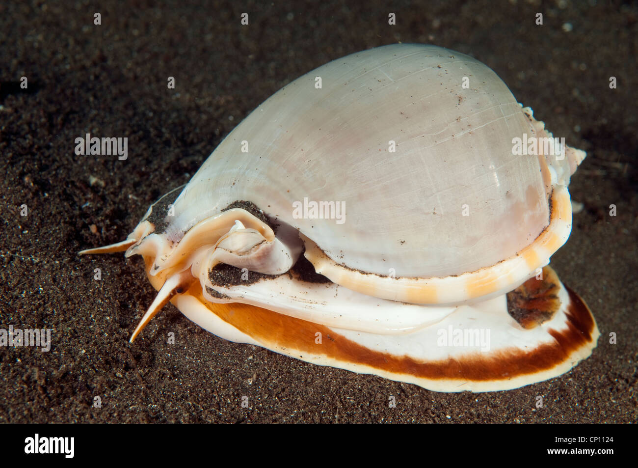 Helmet shell, Palium bandatum, Lembeh Strait Sulawesi Indonesia Stock ...