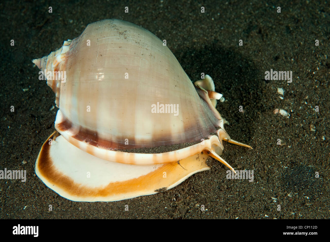 Helmet shell hi-res stock photography and images - Alamy