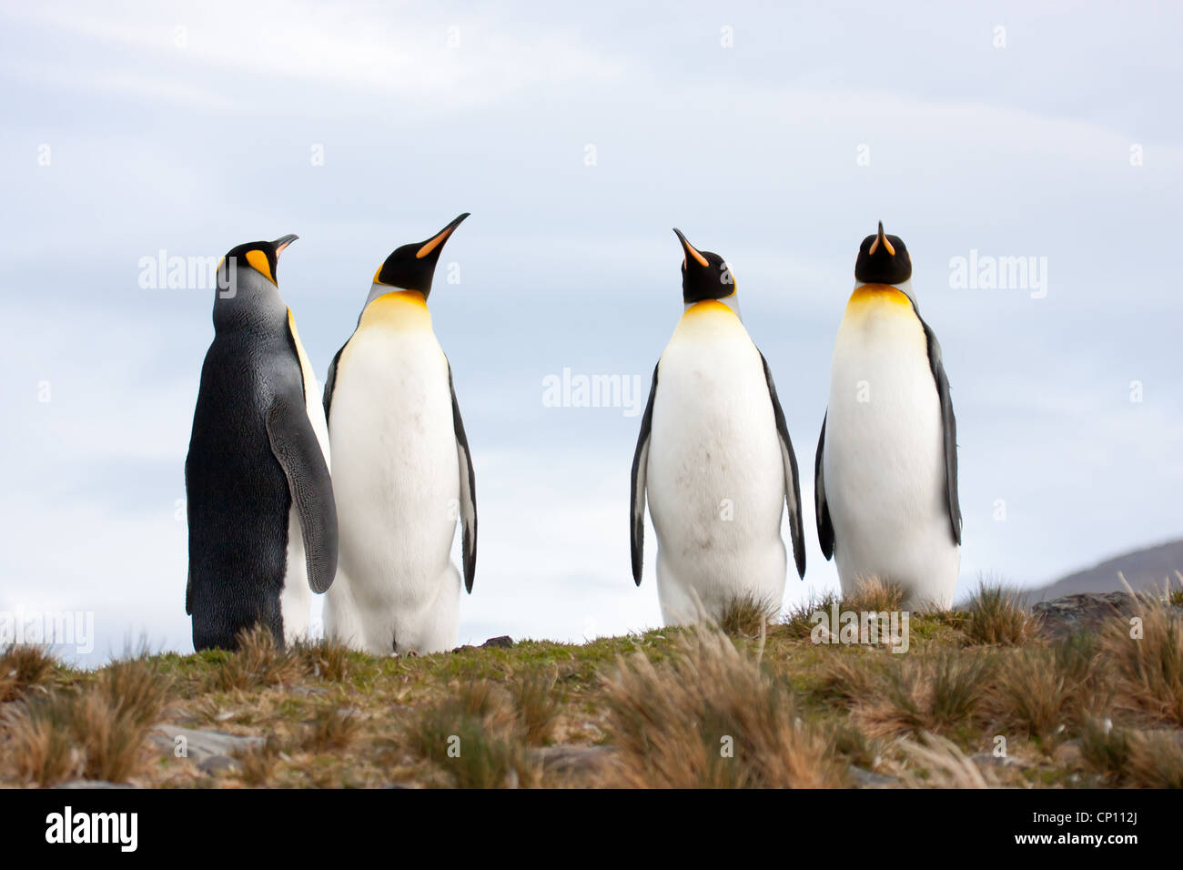 Group penguins hi-res stock photography and images - Alamy