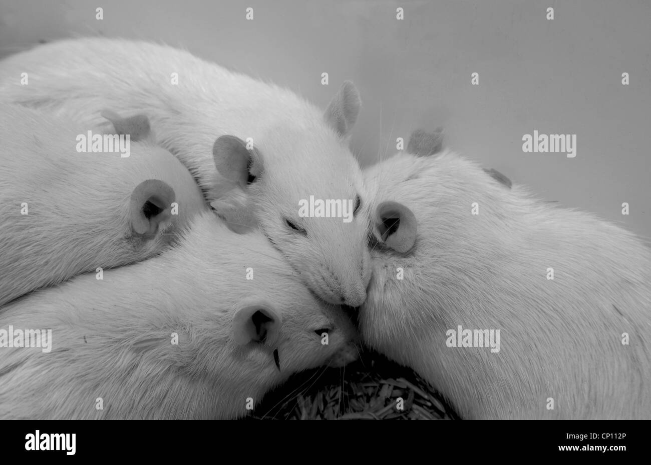 White mouse color Black and White Stock Photos & Images - Alamy