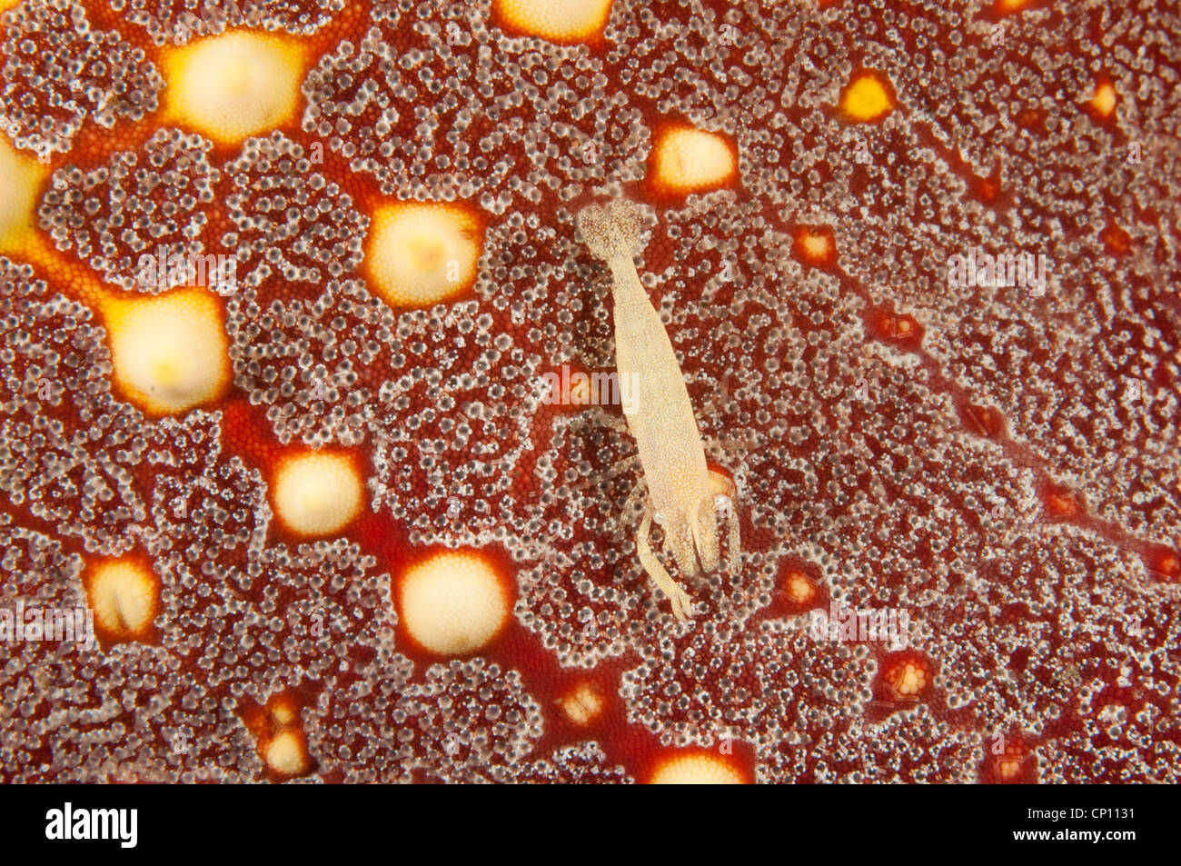 Commensal shrimp, Periclimenes sp., on a starfish, Pentaceraster sp., Sulawesi Indonesia Stock ...