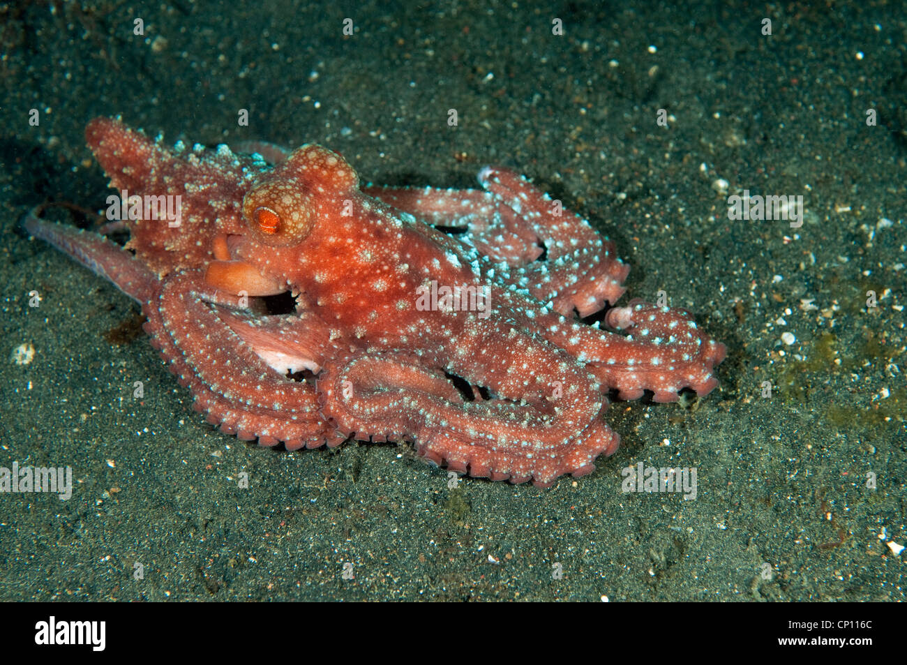 Starry night octopus,Octopus luteus, Sulawesi Indonesia Stock Photo - Alamy