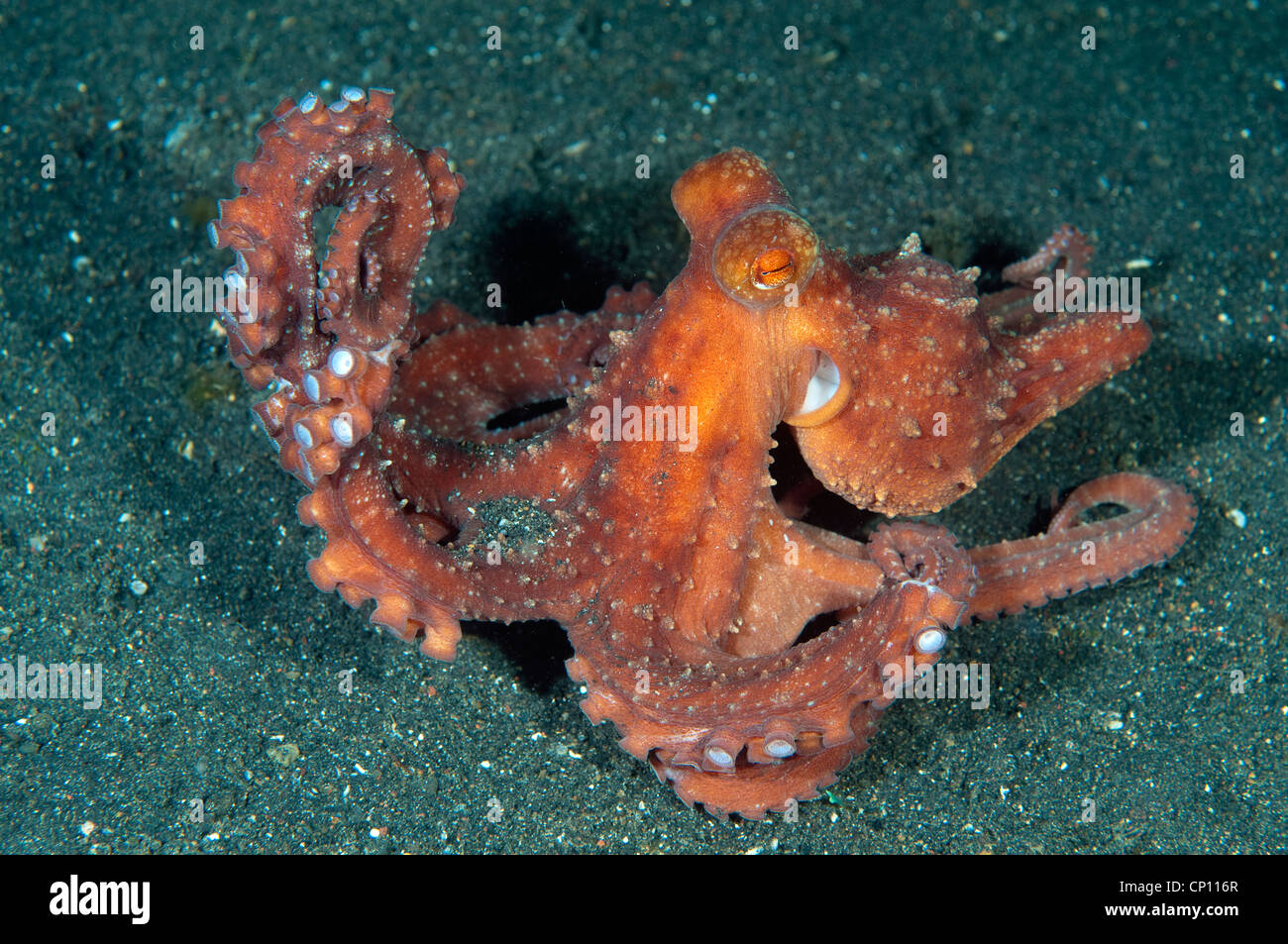Starry night octopus,Octopus luteus, Sulawesi Indonesia Stock Photo - Alamy