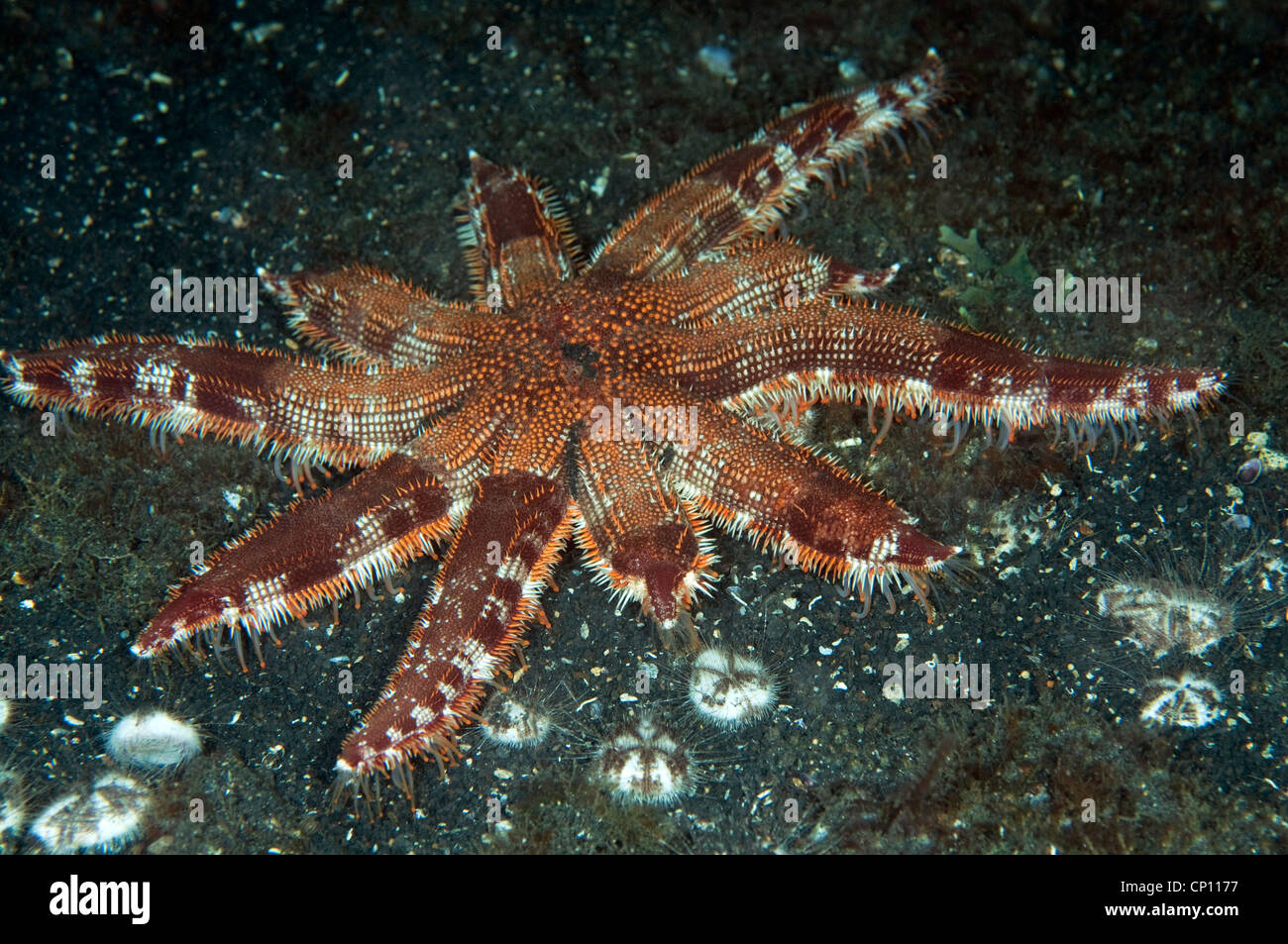 Multi armed starfish, Luidia sp., preying on urchins Sulawesi Indonesia ...