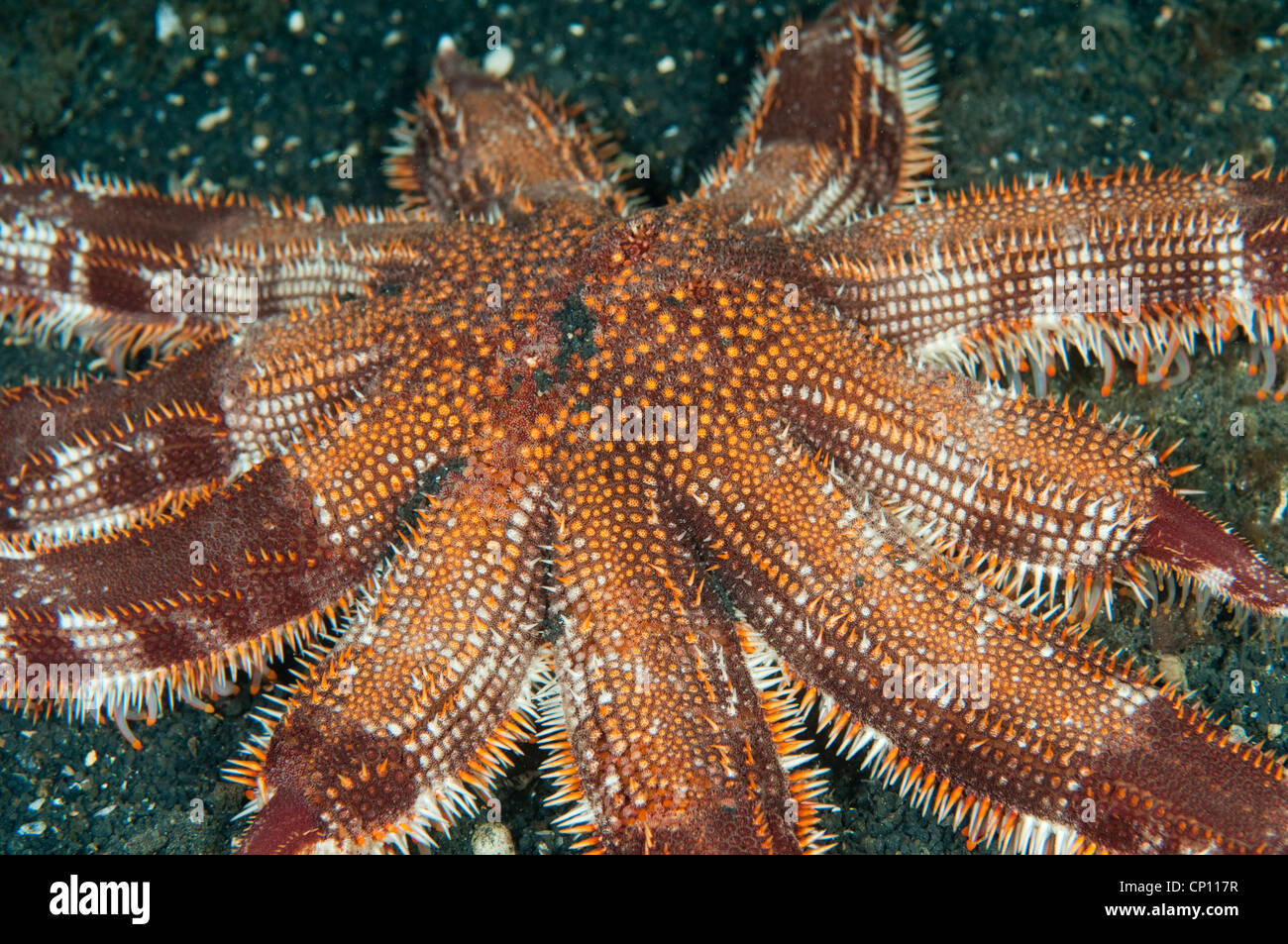 Multi armed starfish, Luidia sp., Sulawesi Indonesia Stock Photo - Alamy
