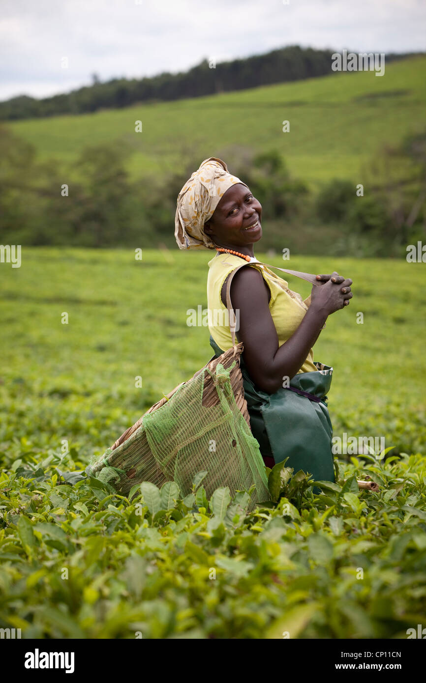 Workers harvest fresh tea leaves in the fields of Fort Portal, Uganda ...