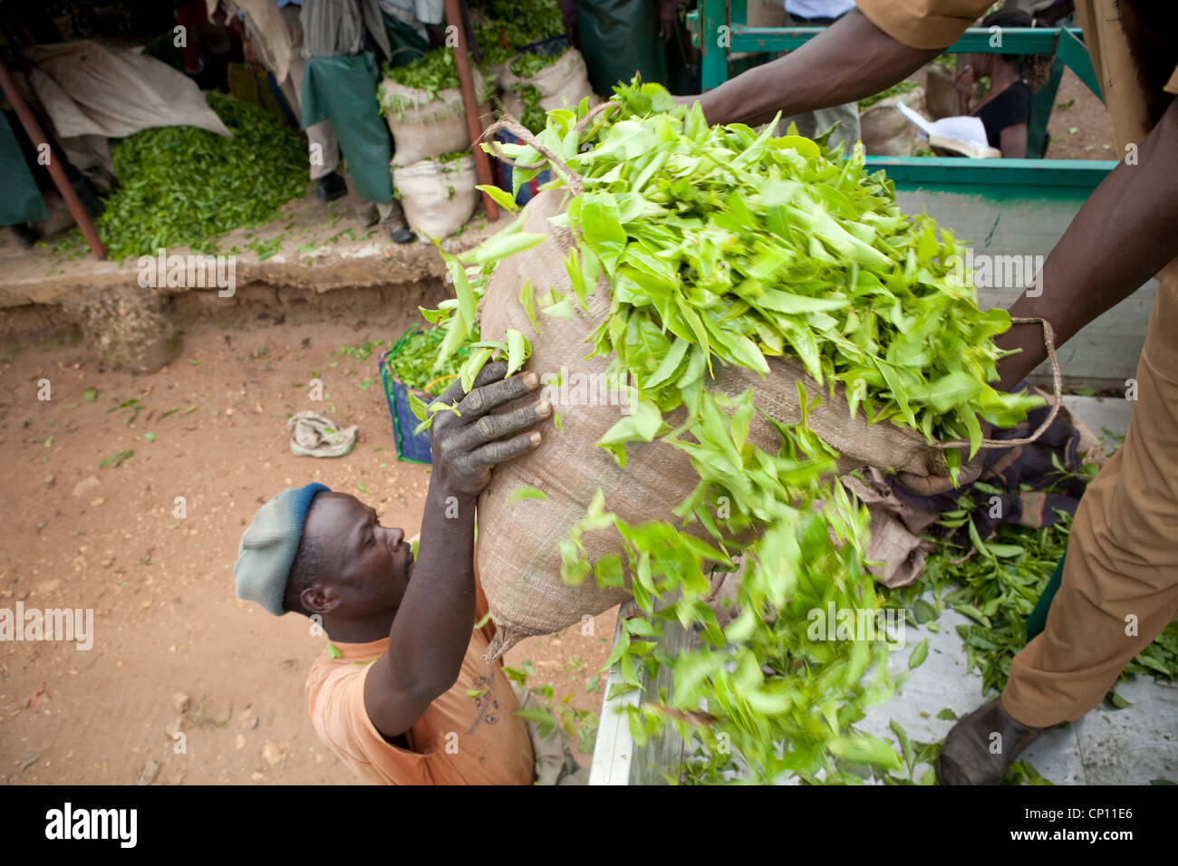 Green tea harvested in piles hi-res stock photography and images - Alamy