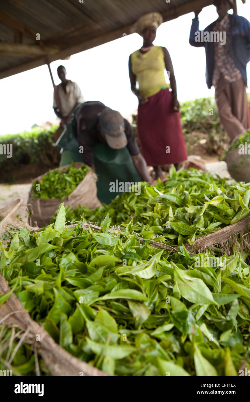 Workers sort fresh tea leaves on a plantation in Fort Portal, Uganda ...