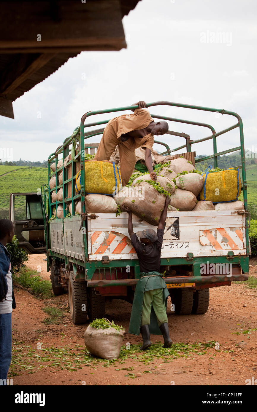 Workers load freshly harvested tea leaves on the back of a truck in ...